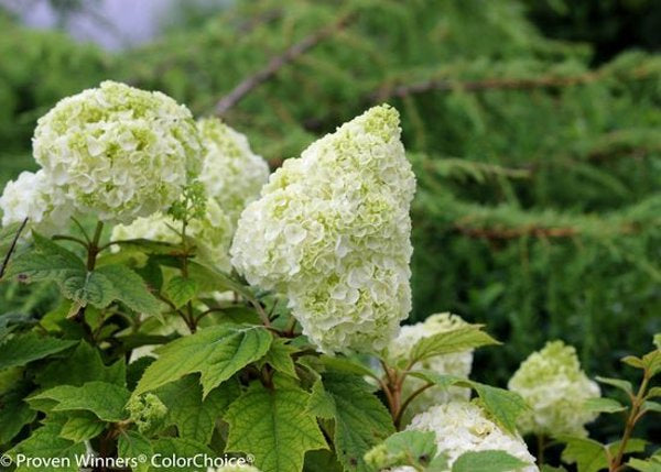 1 Quart Gatsby Moon Oakleaf hydrangea – TBG Garden Shop